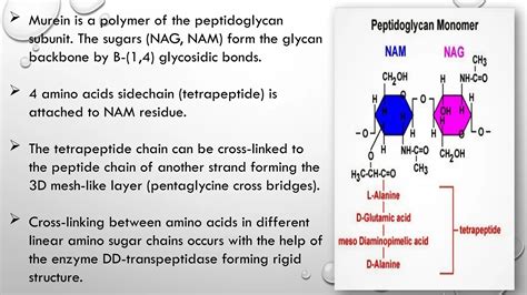 Cell Wall Synthesis Of Bacterial Cell Pptx