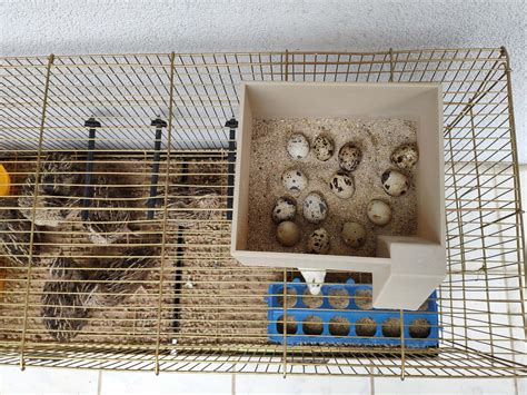 Iot Ai Poultry Feeder And Egg Tracker Optimize Egg Production Dfrobot