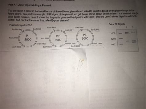 Solved You Are Given A Plasmid That Could Be One Of Three Chegg Com