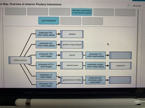 Solved Pt Map Overview Of Anterior Pituitary Interactions Chegg Com