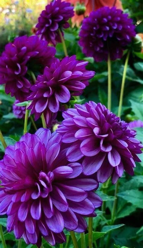 Бөсхөн бөс Бөсхөн бөс бараа туслах материалын дэлгүүр