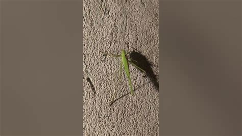 კალია Youtube