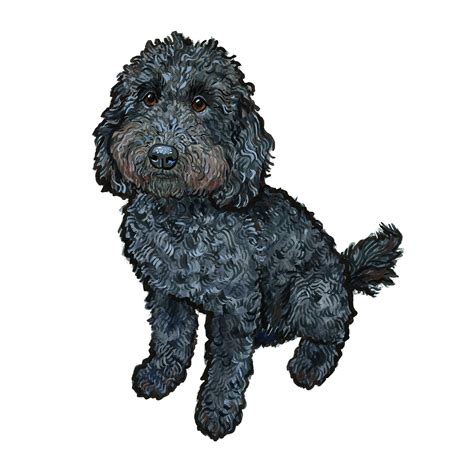 Cockapoo Black