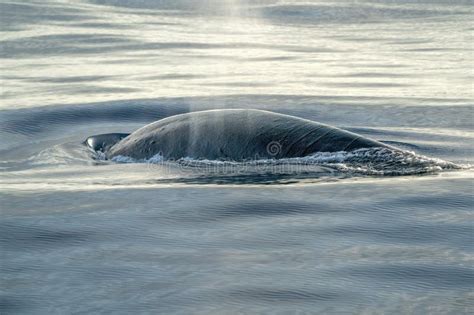 A Balaenoptera Physalus The Common Fin Whale Navigates In Front Of The