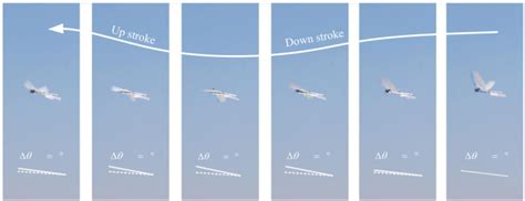 [논문 리뷰] Periodic Proprioceptive Stimuli Learning And Internal Model
