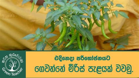 එදිනෙදා පරිභෝජනයට ගෙවත්තේ මිරිස් පැළයක් වවමු හරිත ගුරුවරයා Youtube
