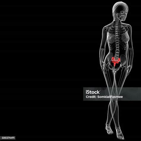 3 D 렌더링됨 일러스트 여성 엉치뼈 뼈다귀 건강관리와 의술에 대한 스톡 사진 및 기타 이미지 건강관리와 의술 꼬리뼈