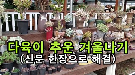 다육이 추운 겨울나기 신문한장으로 따뜻하게 YouTube