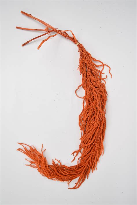 Hanging Amaranthus Orange Abraflora Hanging Amaranthus Orange Abraflora