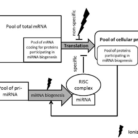 Scheme Of Mirna Biogenesis Download Scientific Diagram