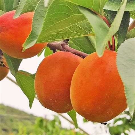 오늘과일 행복 조생 하코드 살구