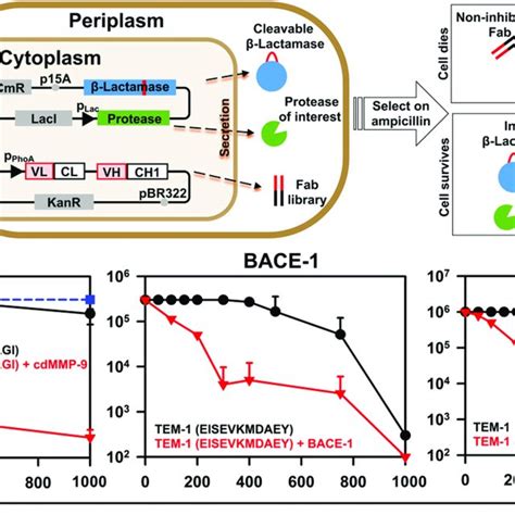 Inhibition Potency And Selectivity A Anti Mmp9 Igg L13 B