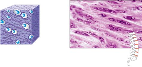 Fibrocartilage Diagram Quizlet