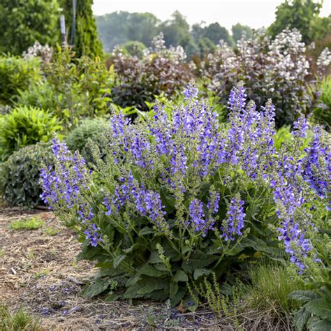 Living Large® Big Sky Perennial Salvia Salvia Hybrid Proven Winners