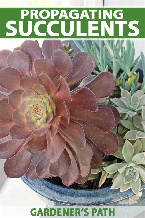 Water Propagation Succulent Leaves Best Succulent Ideas