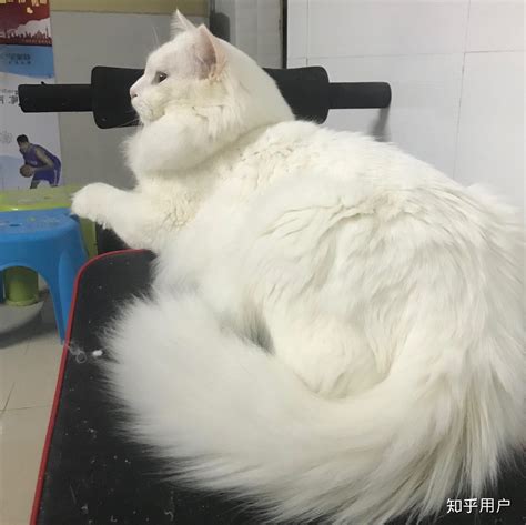 临清狮子猫好养吗？ 知乎