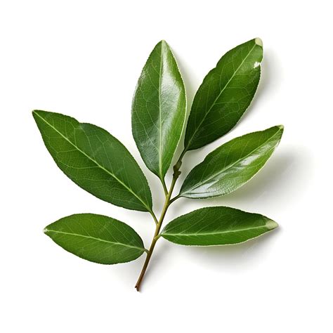Premium Photo Isolated Of Myrtle Leaf Showcasing Its Small And