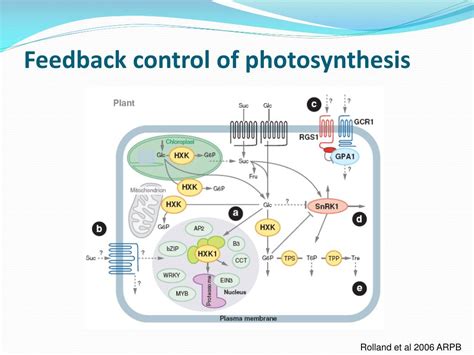 Ppt Xinguang Zhu 12 Powerpoint Presentation Free Download Id5133741