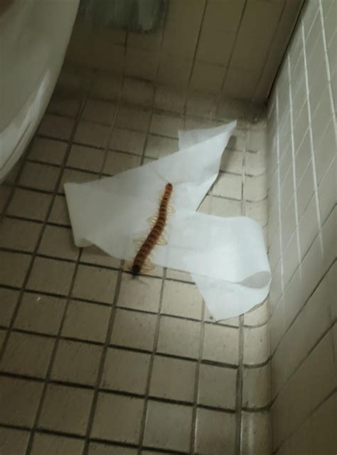 Did Not Expect To See A Giant Desert Centipede While I Was Using The Bathroom In A Texas Park