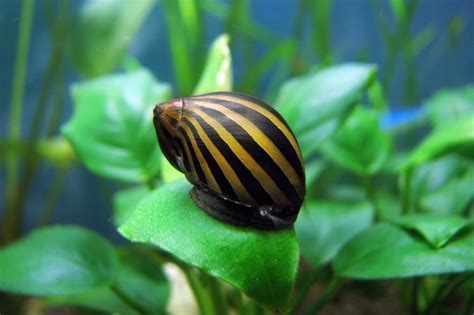 Nerite Snails Care Guide Tank Setup Tank Mates Breeding Etc