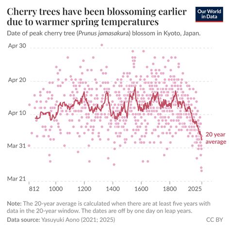 Japans Cherry Trees Have Been Blossoming Earlier Due To Warmer Spring