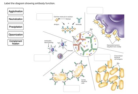 Solved Label The Diagram Showing Antibody Function