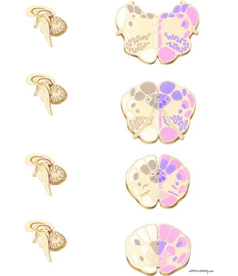 Cross Sections Of The Medulla
