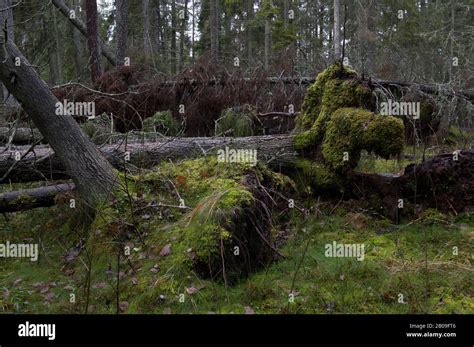 Woodland Forest Scene In Sweden After Some Heavy Storms With Broken And Toppled Trees Roots