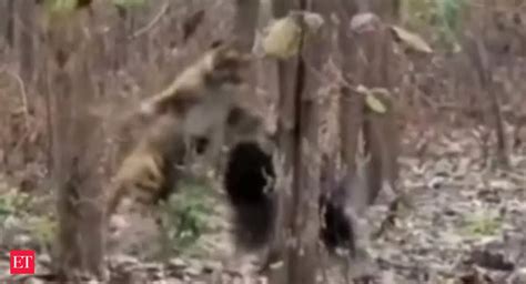 Corbett Uttarakhand Sloth Bear Killed In Fight With Tiger At Jim
