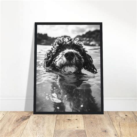 Black And White Cockapoo Swimming In Ocean Print Framed Print