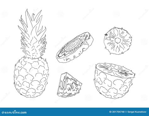 Pineapple Sketch Vector Illustration Pineapple 96310527