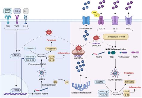 Schematic Representation Of Two Signal Models For Nlrp3 Inflammasome Download Scientific