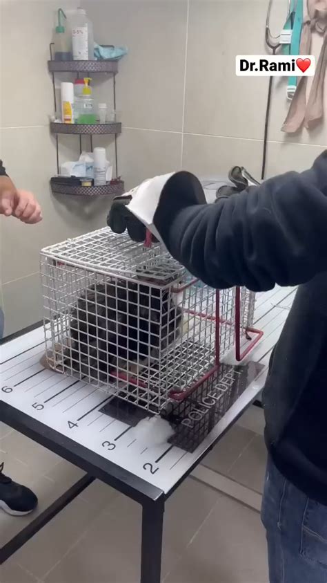 Vet Treating A Very Agressive Cat Rdamnthatsinteresting