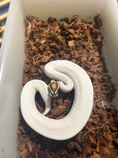 2024 01 Od Yb Fire Pied Ball Python By Disturbed Reptiles