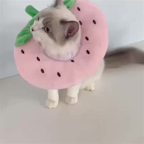 อุปกรณ์เสริมสำหรับแมว Cat Elizabethan ปลอกคอผลไม้น่ารัก Disgrace Ring Anti Licking และ Anti