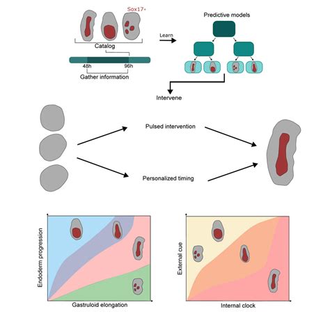 Coordination Between Endoderm Progression And Mouse Gastruloid Elongation Controls Endodermal
