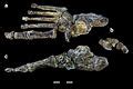 Categoryhomo Naledi Wikimedia Commons