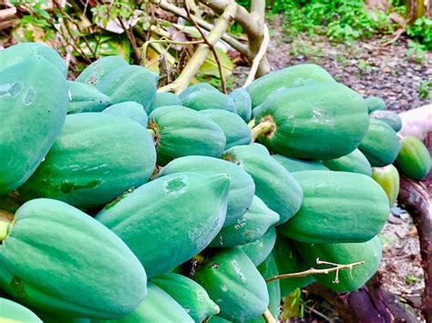 Premium Photo Papaya Fruit On The Tree