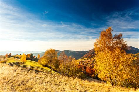 가을 날 우크라이나 카르 파 티아 의 다채로운 나무 태양이 빛나는 연무 부드러운 광선과 함께 멋진 조명 효과 너도밤 나무 자작 나무는 푸른 산의 배경에 매우 아름답습니다 0