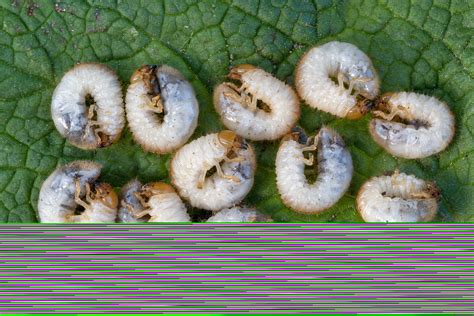 Engerlinge Im Garten Wie Schädlich Ist Das Ungeziefer Wirklich Wmnde