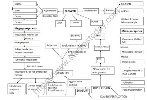 Sexual Reproduction In Flowering Plants Minds Map Class 12 Biology