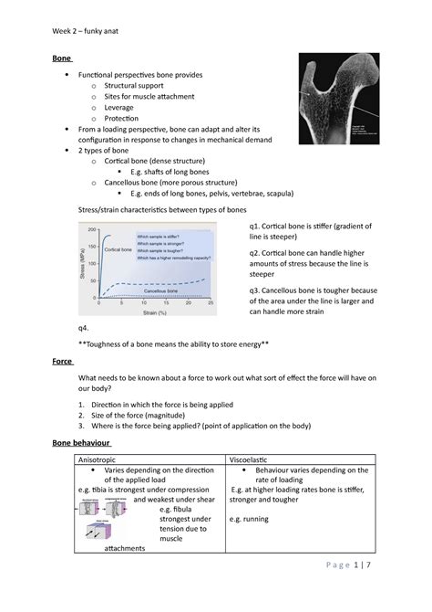 Week Lecture Bone Loading Bone Funcional Perspecives Bone Provides O Structural Support O