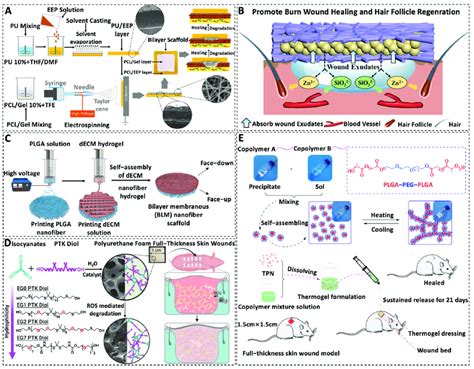 Examples Of Polymeric Constructs For Skin Tissue Engineering Scaffolds