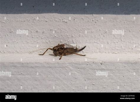 Brown Grasshopper With Stinger