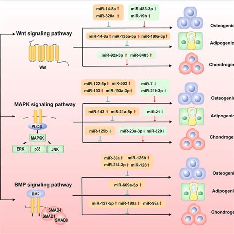The Biogenesis And Function Of Mirna Processing The Maturation Of