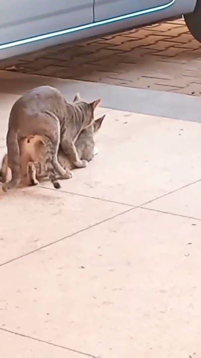 حب وجنس عند القطط شاهد لتعرف الحب والجنس عند هذه المخلوقات Love And Sex