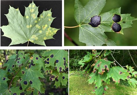 Are The Pests And Diseases On My Plants Serious The Tree Center™