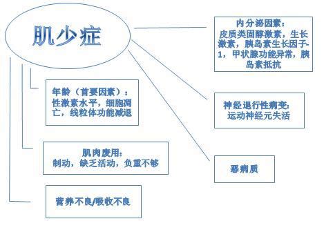 肌少症科普2：肌少症的分类及发病机制疾病老年人新浪新闻