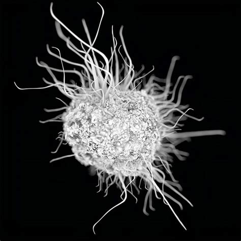 Dendritic Cell Render On Behance