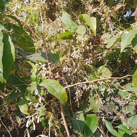 Cuscuta Reflexa Roxb Convolvulaceae By Priyanka Suman Plants Of
